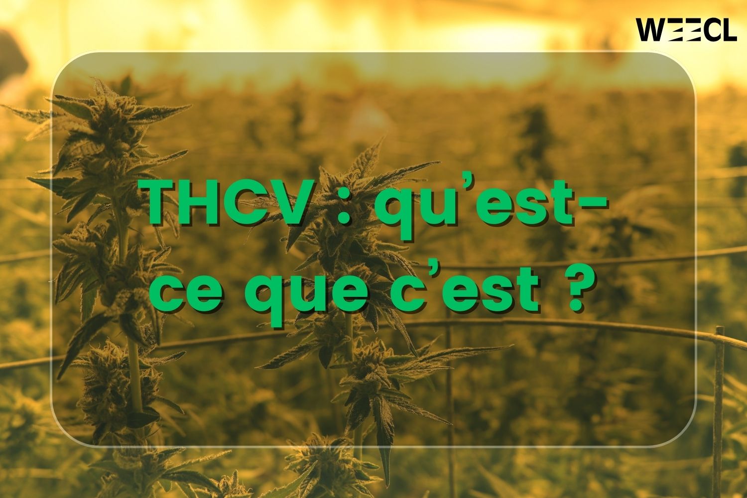 Tout ce que vous devez savoir sur le THCV - Weecl