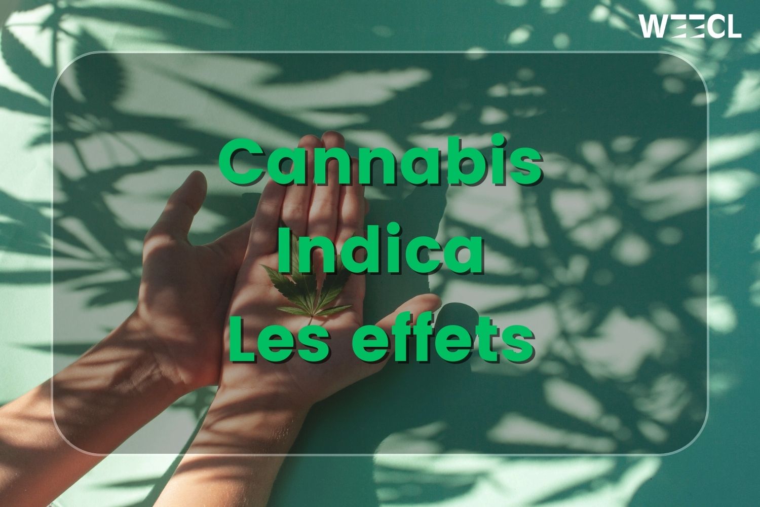 Les effets du cannabis indica - Weecl