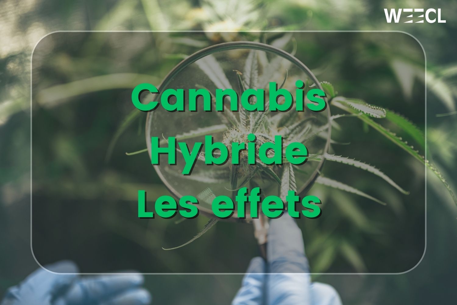 Les effets du cannabis hybride - Weecl